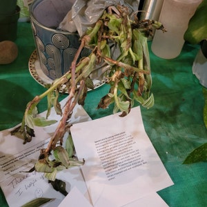 Salix Koriyanagi 'rubykins' Korean Basket Willow - Etsy