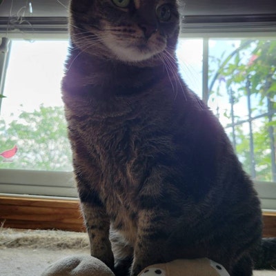 Catnip Cannoli Cat Toy - Etsy