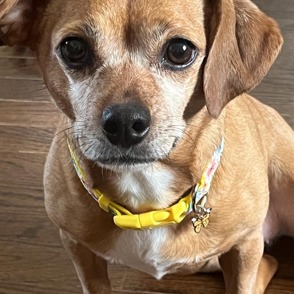 AGILITY Collar the Blues - Etsy