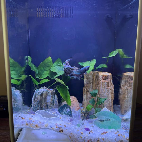 Tidal Cave Nature Inspired Terrarium Aquarium for Shrimps, Fish, and ...