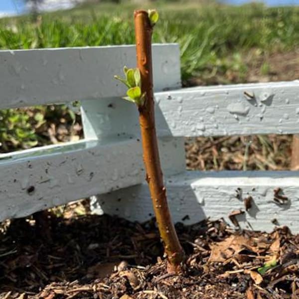 10 White Mulberry Cuttings Morus Alba. Male Tree. Animal Fodder ...