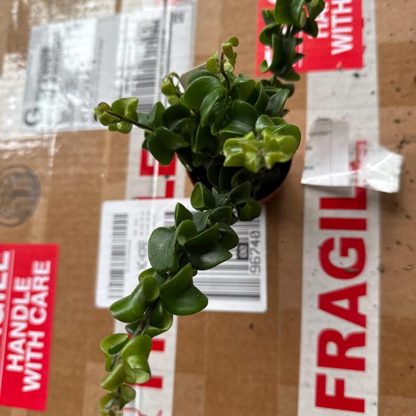 Fragrant Corkscrew Vine, Phaseolus Caracalla, 5 Rare Seeds, Tropical ...