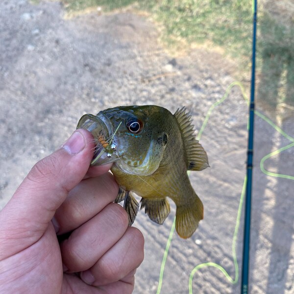 3 Tactical Masked Bandit 1 FREE Random Fly Streamer for Fly Fishing ...