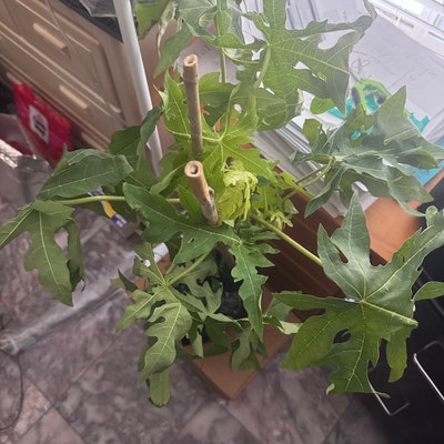 Fallglo Tangerine Grafted 3ft 4 Feet Tall No Shipping Ca - Etsy