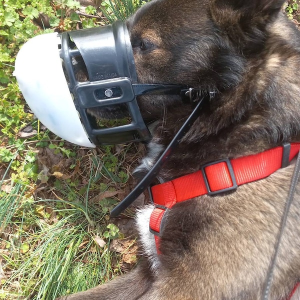 Full Grip Supply Muzzle Lick / Stool Guard - Etsy