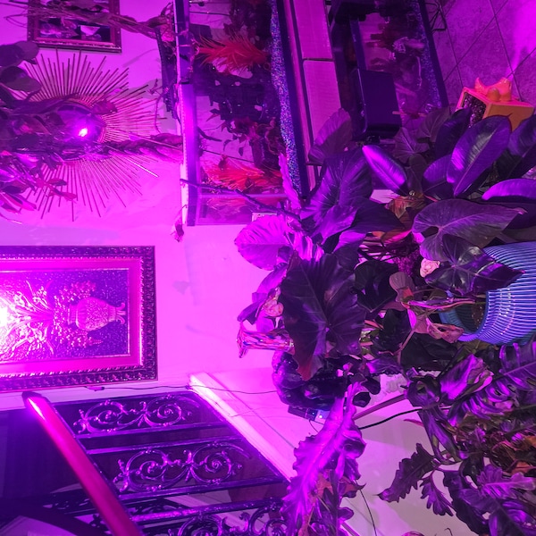 Grow Light for Indoor Plants, Wall Mounting Stick On, 300 Full Spectrum ...