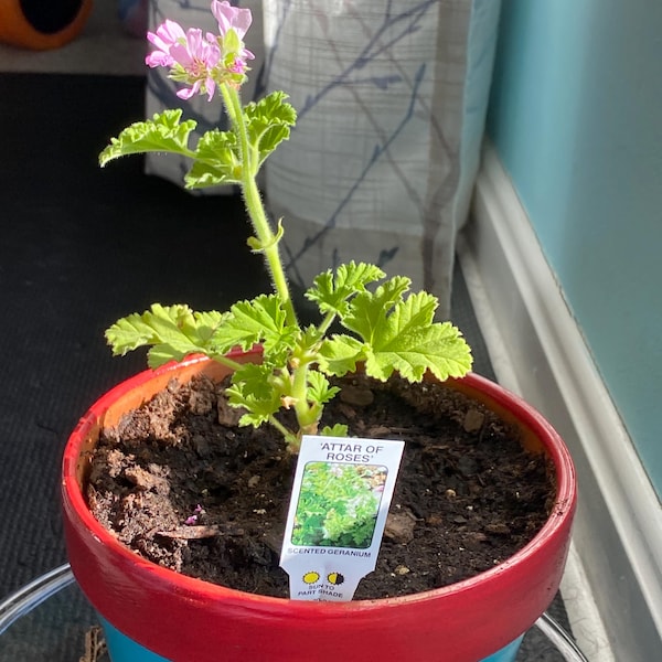 Sage Nazareth - Etsy