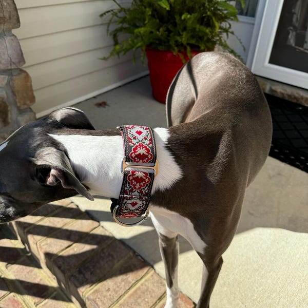 Turkeys on Black Greyhound Martingale Dog Collar 1.5, 2, Buckle ...