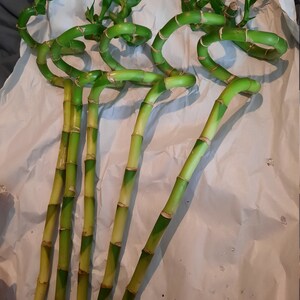 Set of 5 Curly Spiral Lucky Bamboo at 30 Inches, 24 Inches, 18 Inches ...