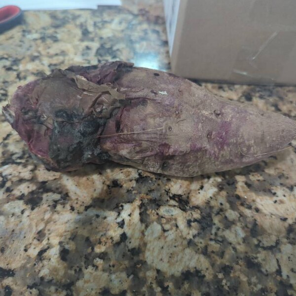 Japanese Purple Organic Sweet Potatoes Yam Potato Tubers Heirloom Non ...