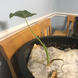 Luna & Moth Food Sweet Gum Leaves Liquidambar Styraciflua - Etsy