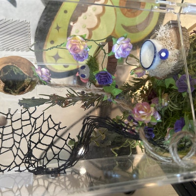 Jumping Spider Food Dish, Jumping Spider Enclosure , Accessories for ...