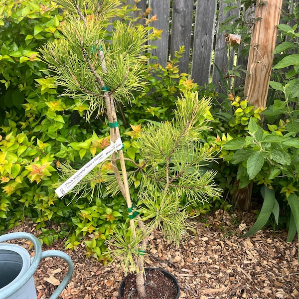 Pinus Virginiana 'wate's Golden' - Golden Virginia Pine - Live Plant ...