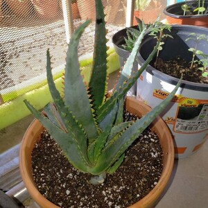 Aloe swordfish 1 Plant PPAF Hybrid , Fully Rooted, Flowering Succulent ...