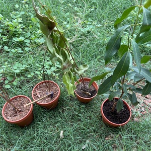 Bel Tree Leaves Bilva Patra Bel Patra Bel Fruit Golden - Etsy