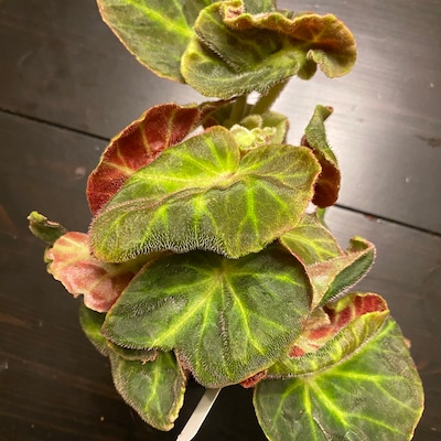 Rhizomatous Begonia 'caravan' - Etsy