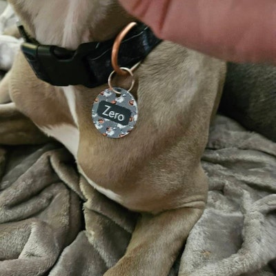 Spongebob Squarepants Collection Personalized Pet Tags Dog - Etsy