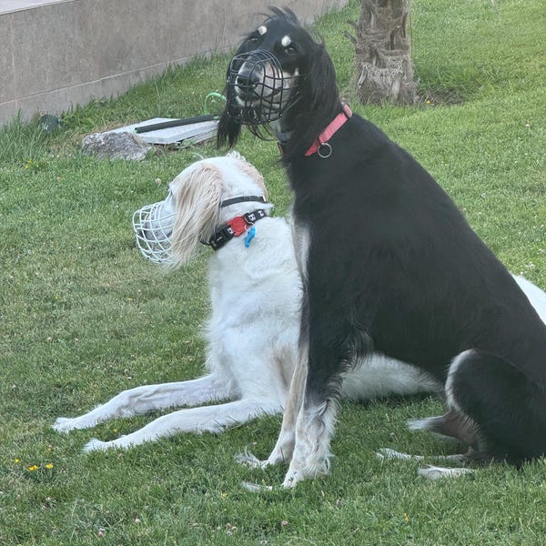 Muzzle for Irish Wolfhound Lightweight Steel Wire Muzzle Coursing ...