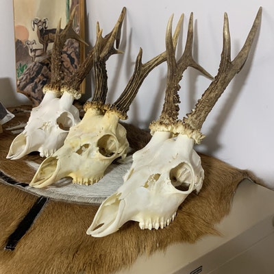 Fallow Deer Skull From Central Europe Fallow Deer dama - Etsy