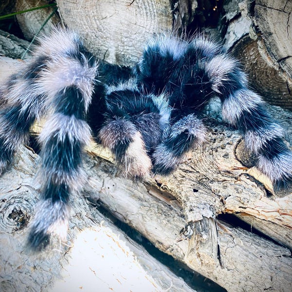Giant Spider Sleeping Plush for Adults, Weighted Plushie, Cute Monster ...