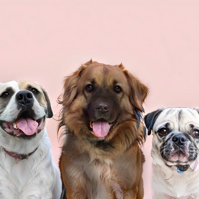 Custom Pet Portrait From Photo Digital Personalized Pet - Etsy