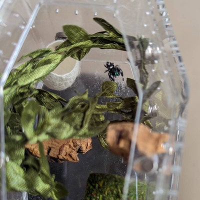 DIY Bundle Jumping Spider Enclosure Decor mini Accessories Wood Ledges ...