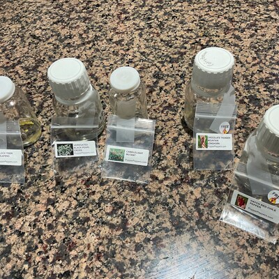 Purple Peach Carolina Reaper Rare Pepper Seeds Premium Packet - Etsy