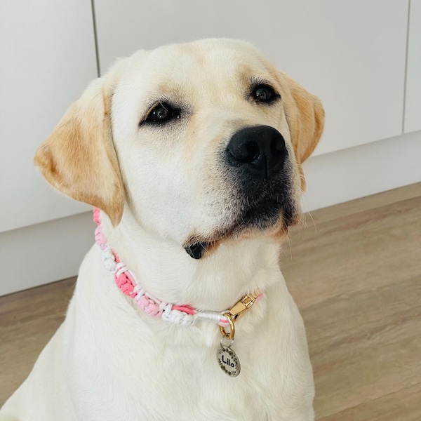 Personalized Dog Collar With Engraved Tag – Petal-shaped Design, Custom ...
