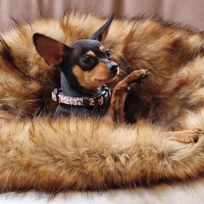 PRE-ORDER Teddy FLOOF for People Escape Den Cuddle Cave Dog Bed for ...