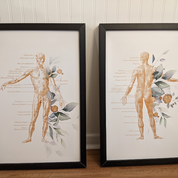 Anatomy Art Muscle Poster, Muscular System Wall Art, Medical Office ...