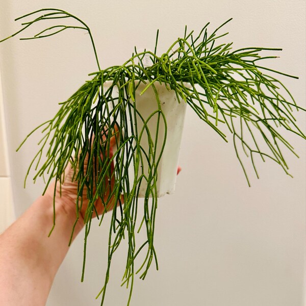 Rhipsalis Bacifera Ssp. Mauritiana “ferrari” 4 Unrooted Cuttings - Etsy