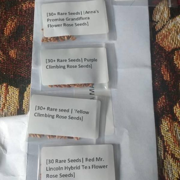 30+ Rare Seed| Dark Purple Rose Seeds - Perennial - Authentic Seeds ...