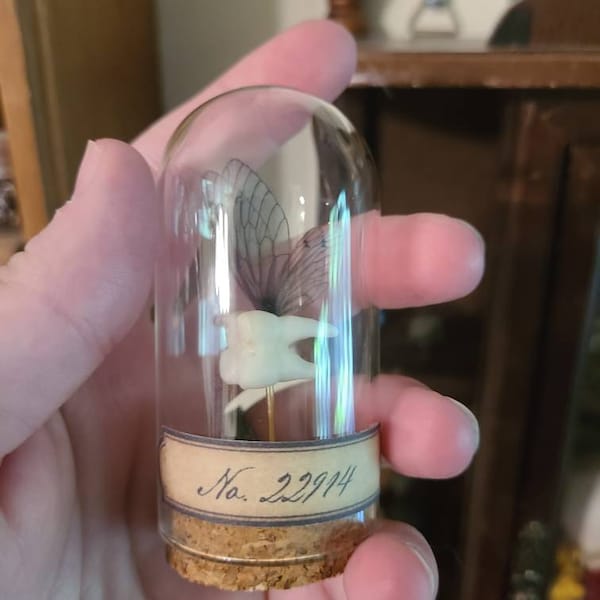 Specimen No 22914 • the Tooth Fairy Mini Display | Dentist | Dental ...