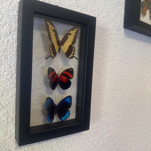 Real Framed Butterfly - Etsy