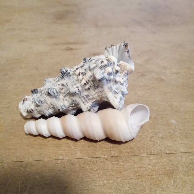 ShellPipe - Naturally Crafted Seashell Pipes - Etsy