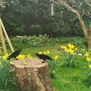 Bakestone Bannock Stone Griddle for Making Welsh Cakes | Etsy