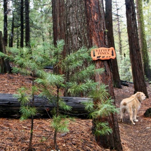 Outdoor Carved Sign - Custom Wooden Carved Cabin Sign - Pine Trees ...