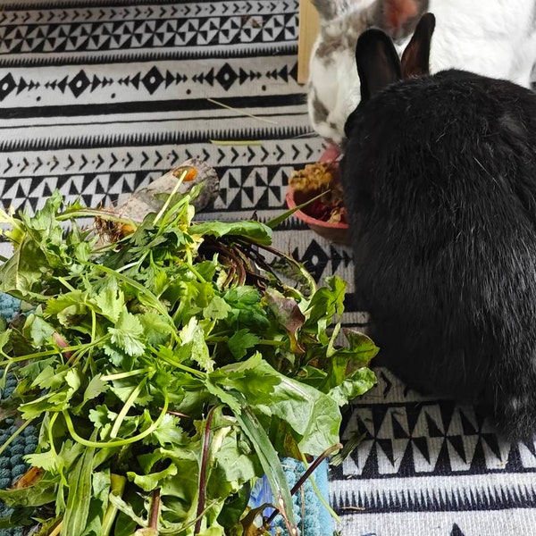 Gourmet Mini Donut Treats for Rabbits | Quality Treats for Rabbits ...