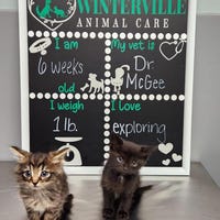Veterinary First Visit Chalkboard - Vet Visit Chalkboard - Pets First ...