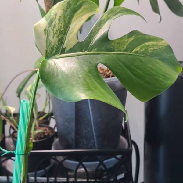 Copper Electroformed Sycamore Leaf. Copper Plated Leaf. Turning Real ...