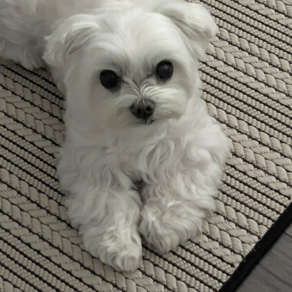 Modified Hoxsey With or Without Boneset - Etsy