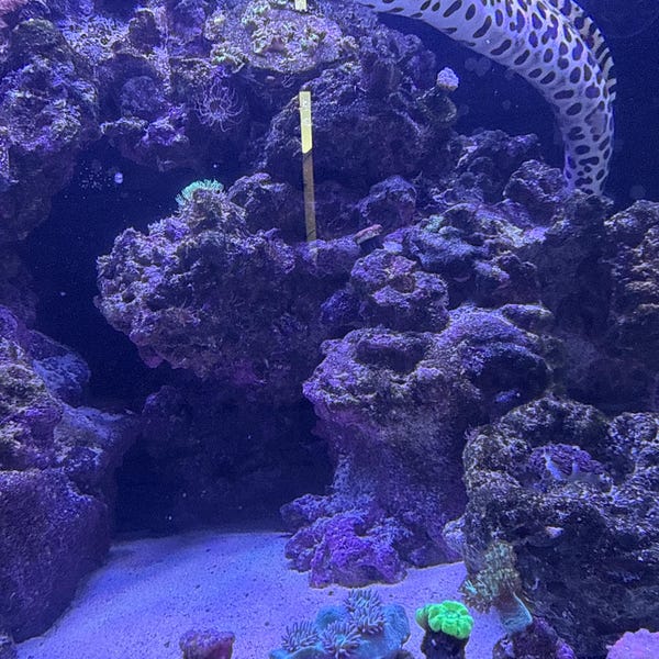 Light Pink Capnella Leather Coral Live Saltwater Coral by Coralslover ...