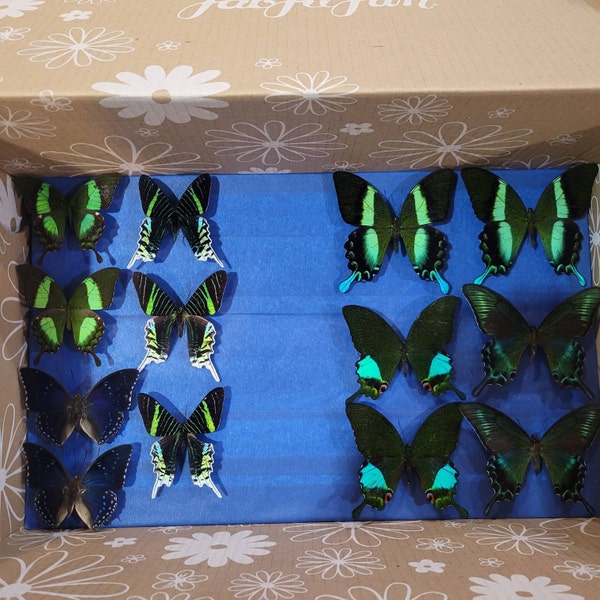 The Green-banded Urania Moth, Urania Leilus, UNMOUNTED (wings Folded ...