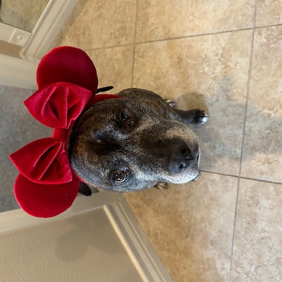 Red Disney Ears, Disney Ears, Red Velvet Ears, Disney Ears Headband ...