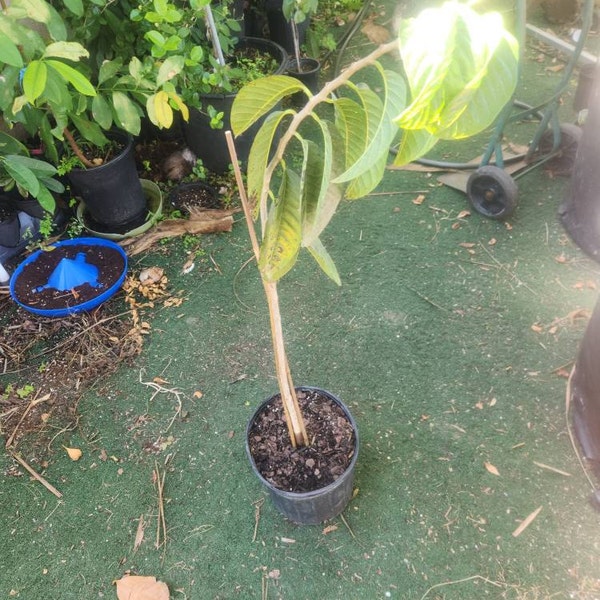 Grafted Dwarf CARA CARA Navel Orange Citrus Tree 2-3ft Tall. We Ship to ...