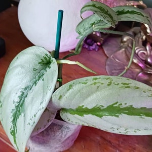 Scindapsus Silver Knight - Etsy