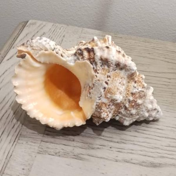 100% Real Large 1-6" You Pick Size Spikey Murex Pectin Venus Comb ...