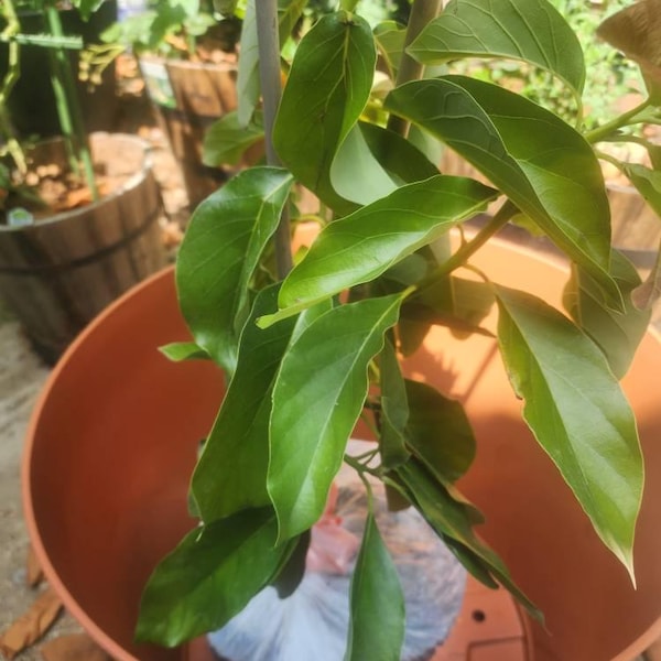 Cat Saigon Thai Mango TREE GRAFTED (2-4 Feet Tall). Ship to All States ...