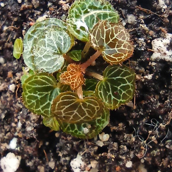Sedum Multiceps / Miniature Joshua Tree old Trunk - Etsy