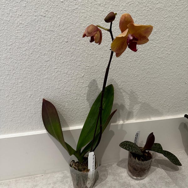 Husky Plant , Ruby Velvet Red Phalaenopsis Formosa Ruby 'brilliant' - Etsy